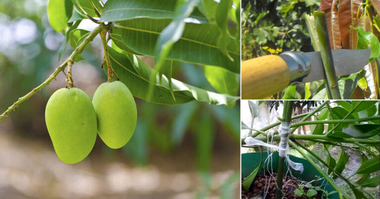 Mango Orchard: A Guide to Successful Cultivation - KENAFF
