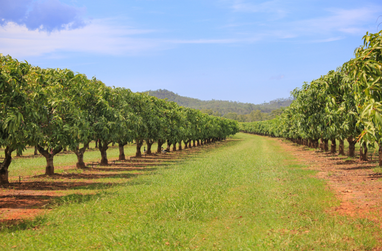 Mango Orchard: A Guide to Successful Cultivation - KENAFF